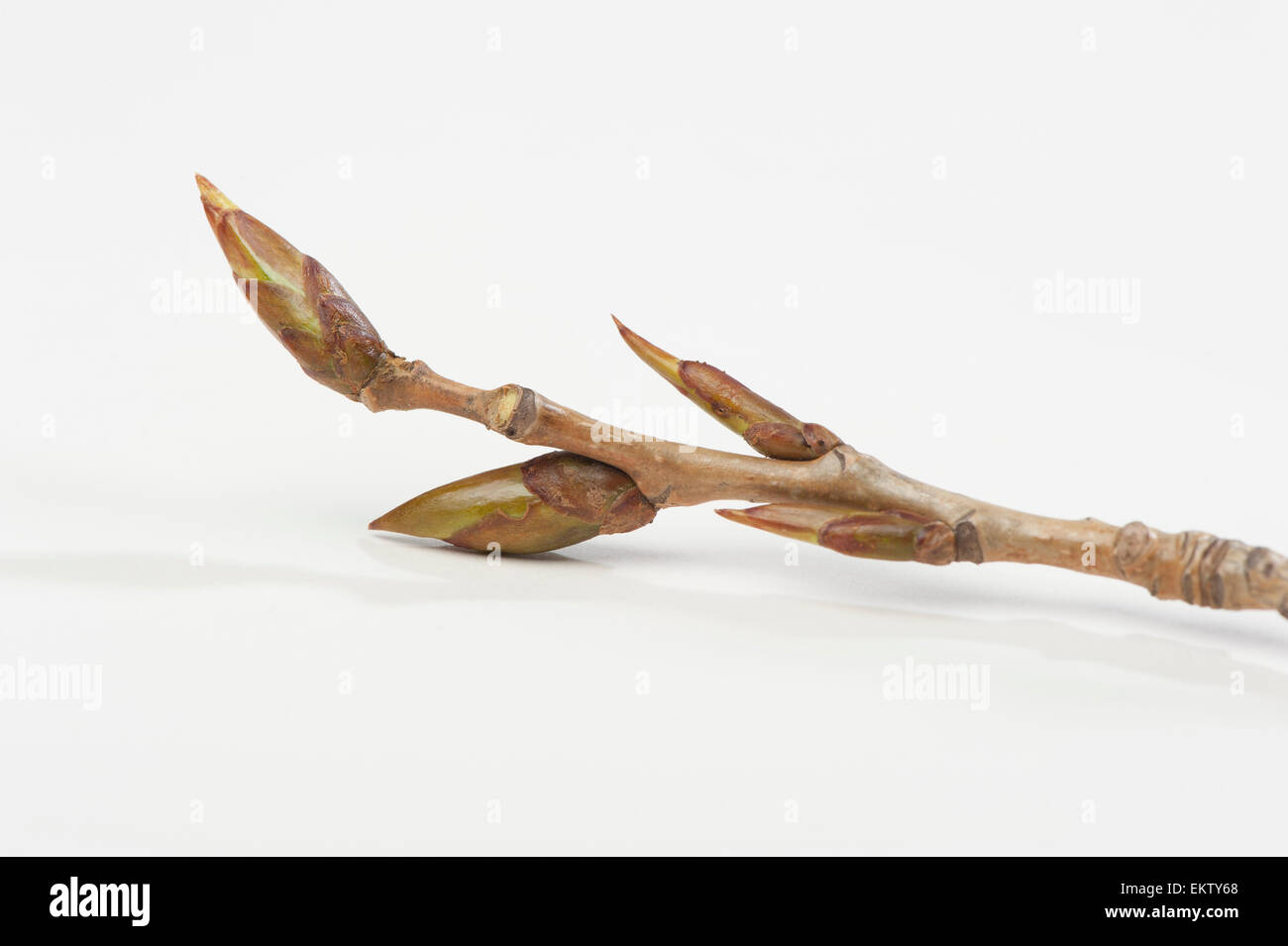 Knospe,Bud,Trieb,Triebspitze,Shoot,Young Shoot,Bluete,Blossom,Bloom ...