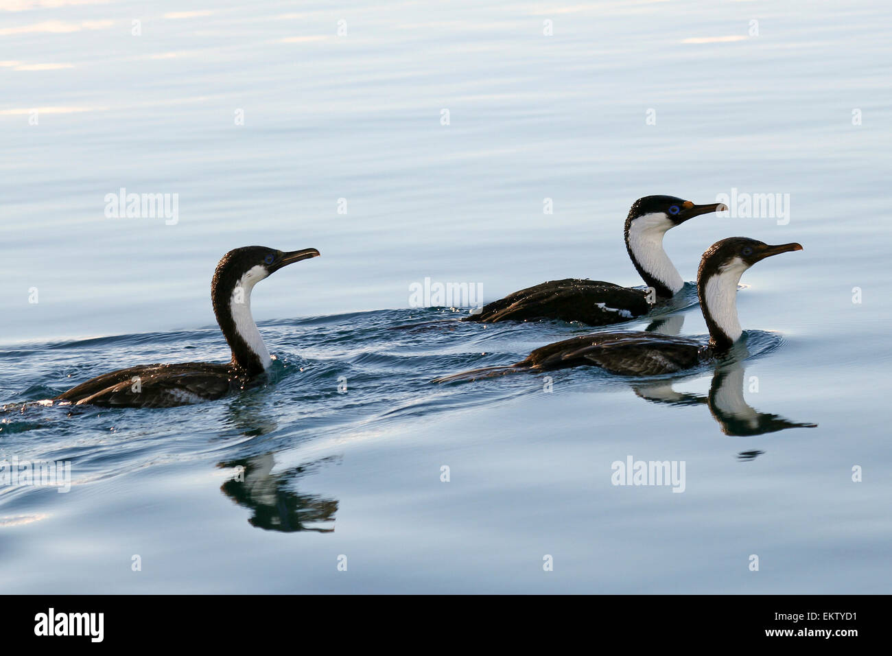 Shag bird hi-res stock photography and images - Alamy
