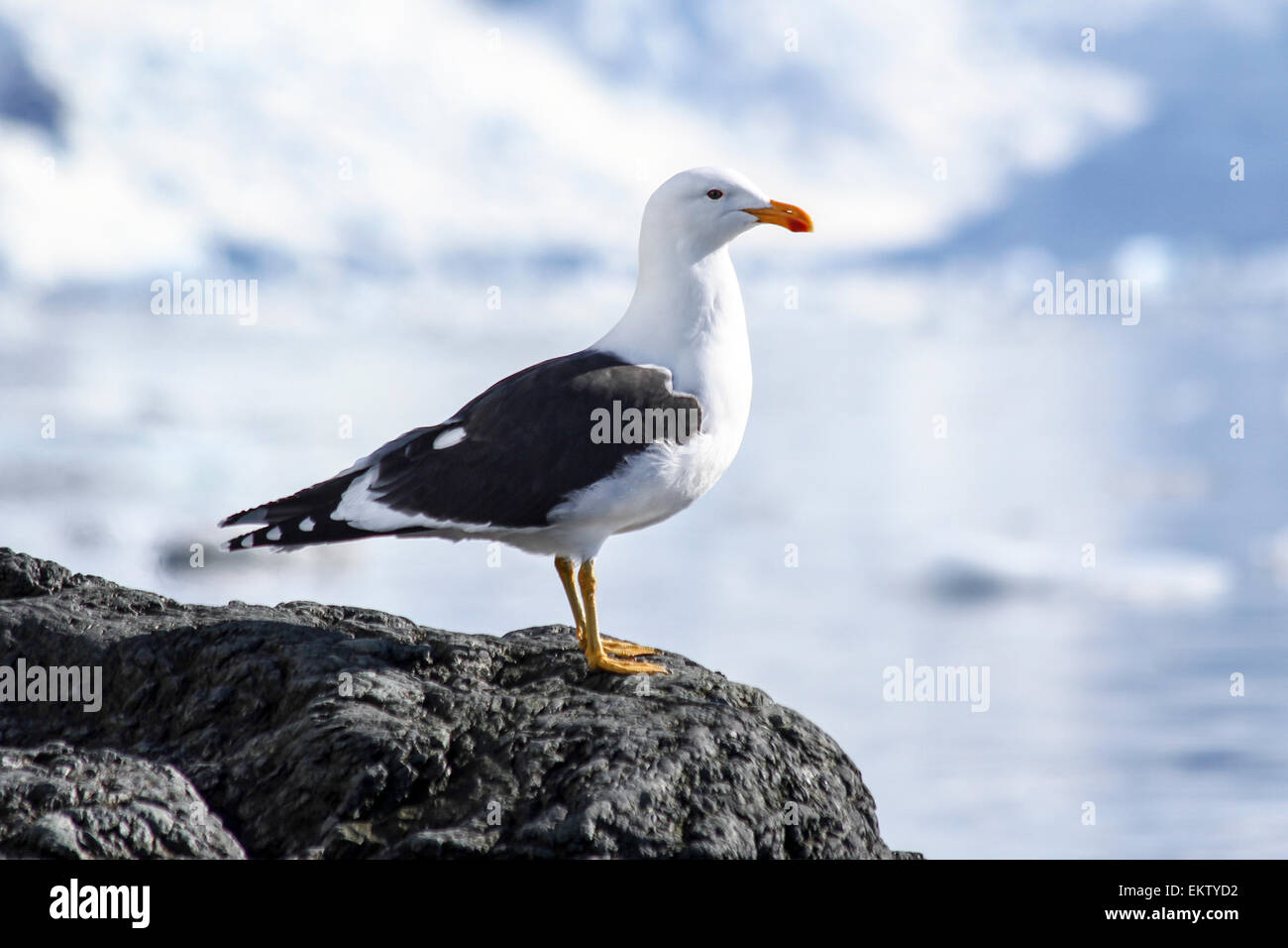 kelp gull (Larus dominicanus) photographed in Wilhelmina Bay ...