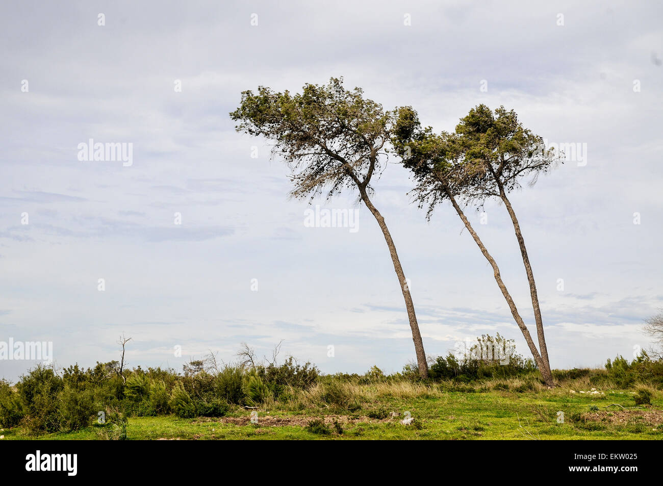 Pine trees in the Carmel Forest, israel Stock Photo - Alamy