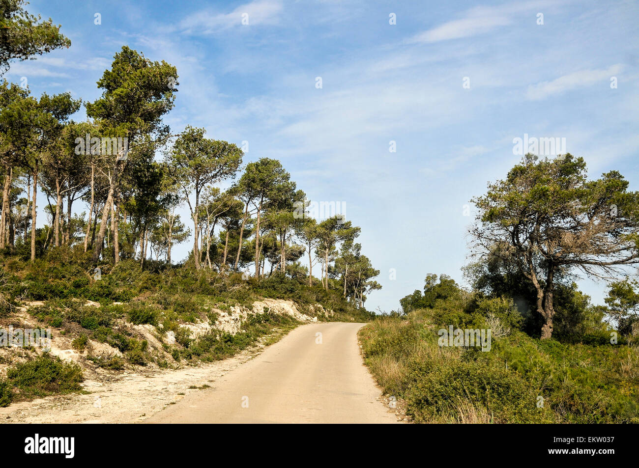 Pine trees in the Carmel Forest, israel Stock Photo - Alamy