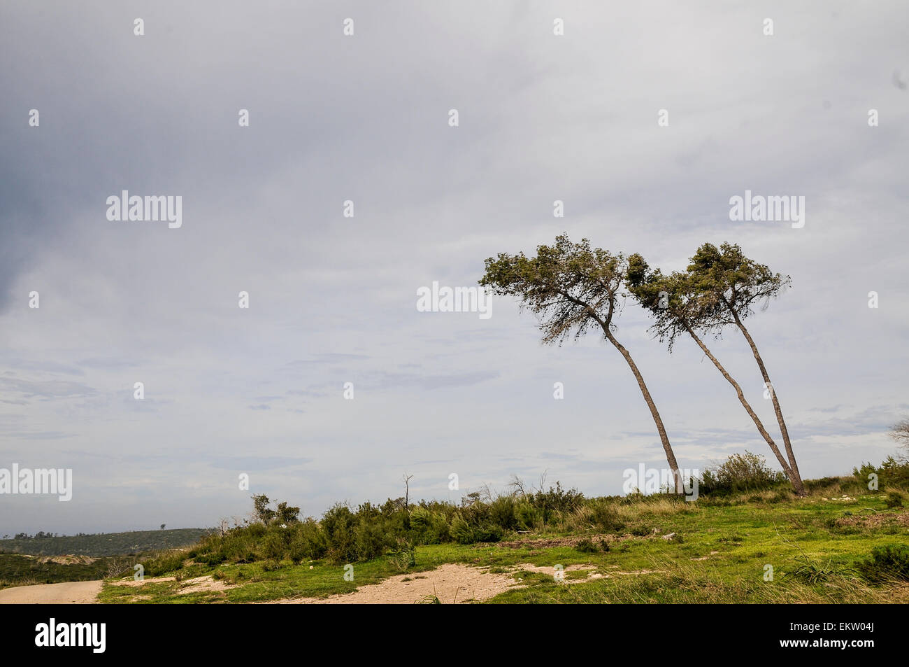 Pine trees in the Carmel Forest, israel Stock Photo - Alamy