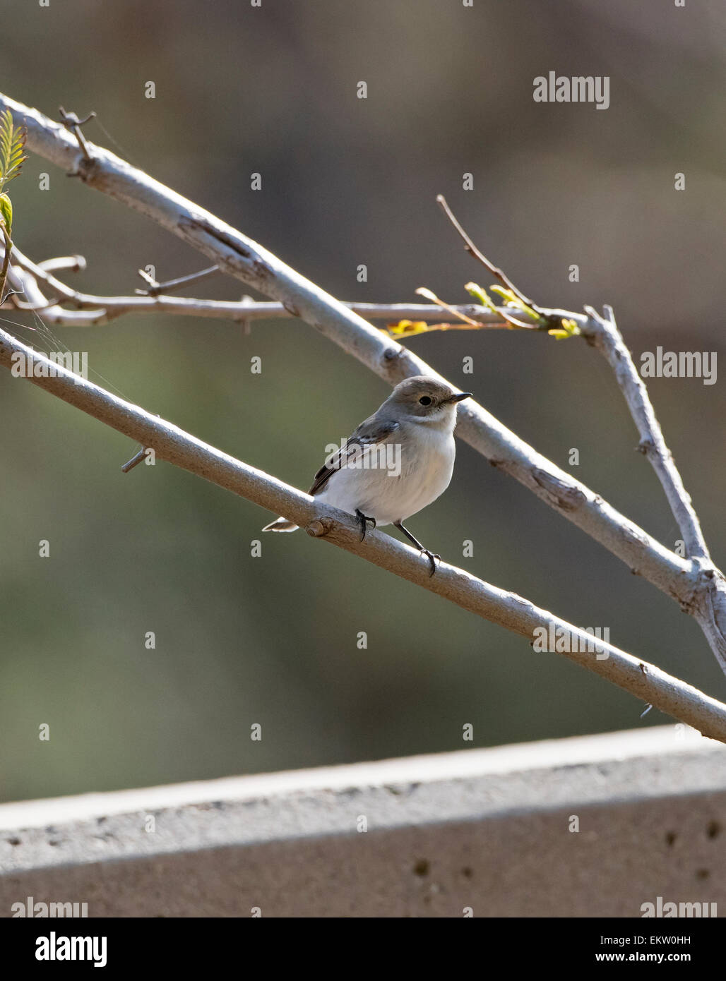 female semi collared flycatcher Ficedula semitorquata cyprus march ...