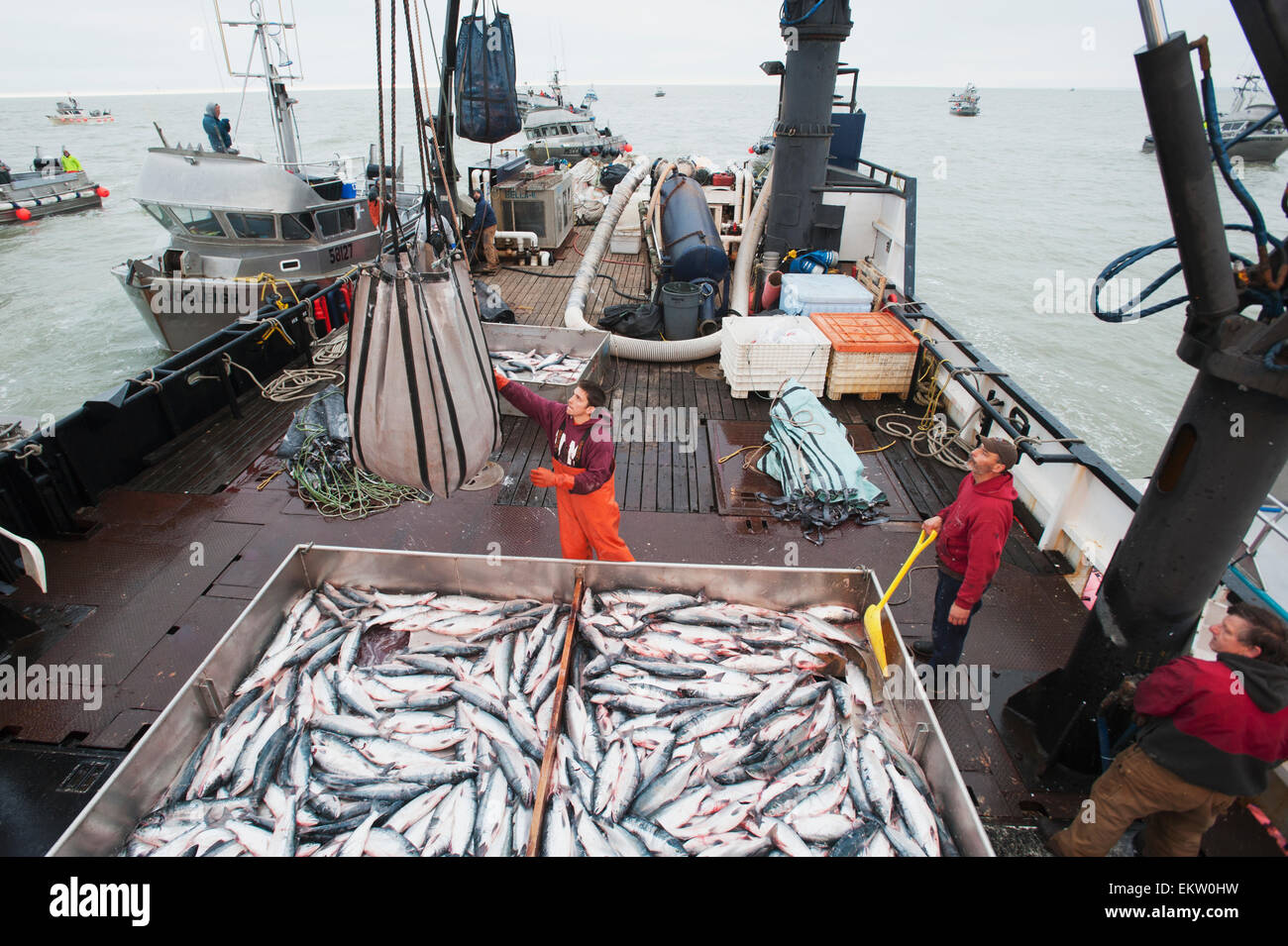 Fishing boats pull along side a tender to unload their catch in Bristol ...