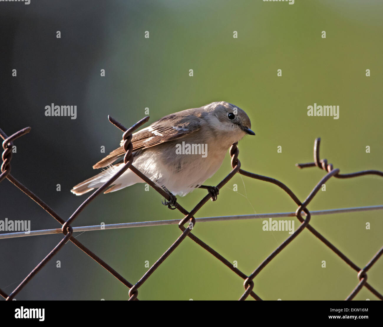 female semi collared flycatcher Ficedula semitorquata cyprus march ...
