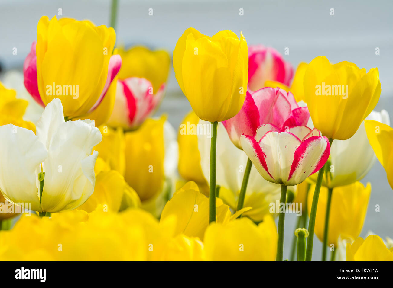 Red yellow and white flowers hi-res stock photography and images - Alamy