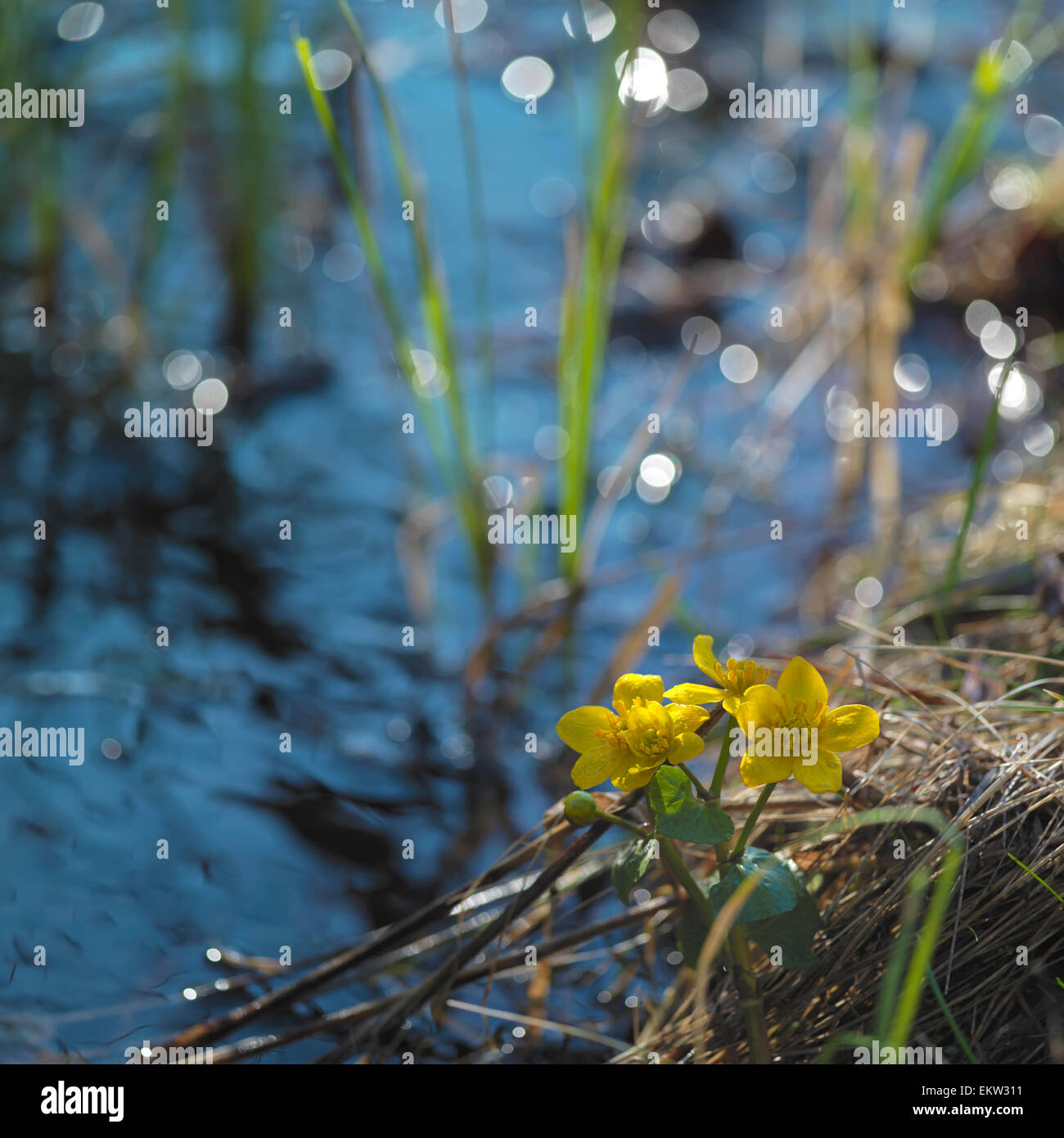Yellow spring flowers Stock Photo - Alamy