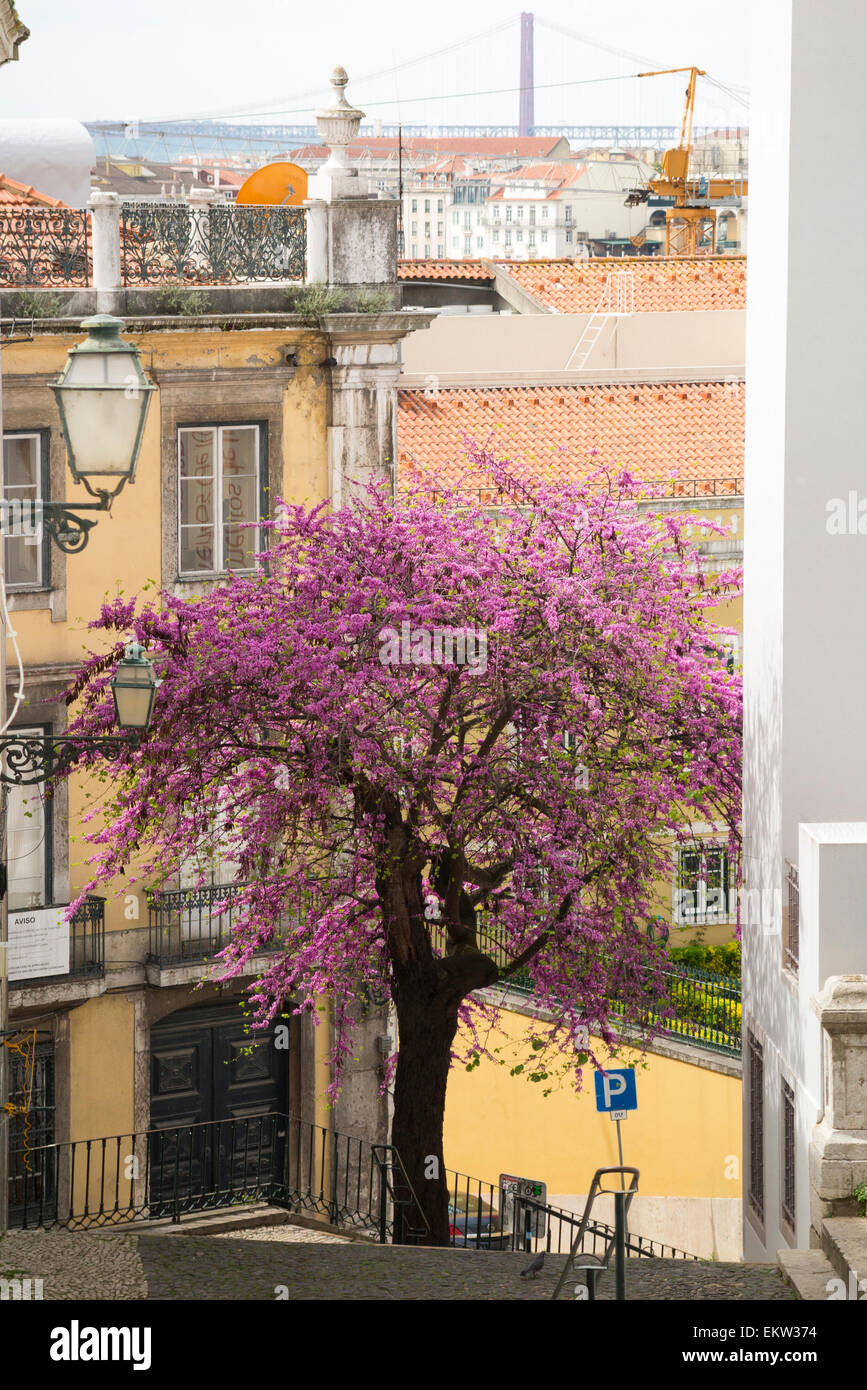 Spring time blossom in Lisbon (Lisboa) Portugal, March April. The tree ...