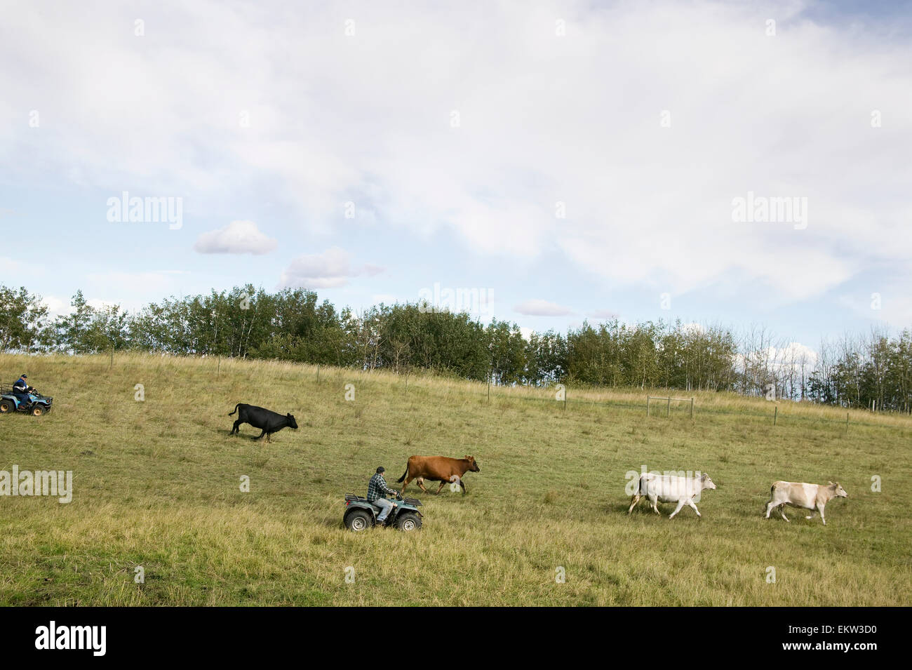 Cattle Herding; Saskatchewan, Canada Stock Photo - Alamy