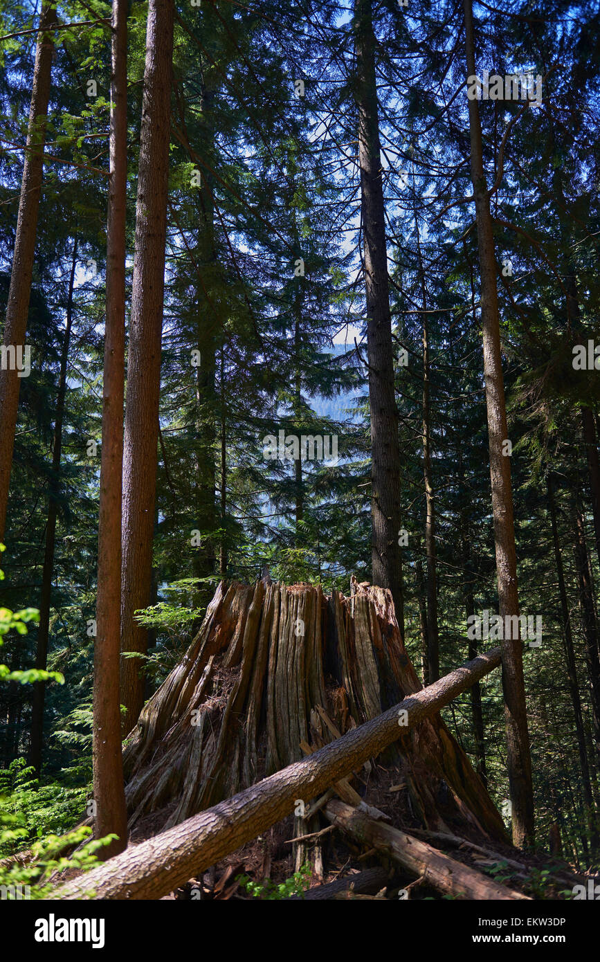 Old Growth Cedar Stump; Lynn Valley, North Vancouver, British Columbia ...