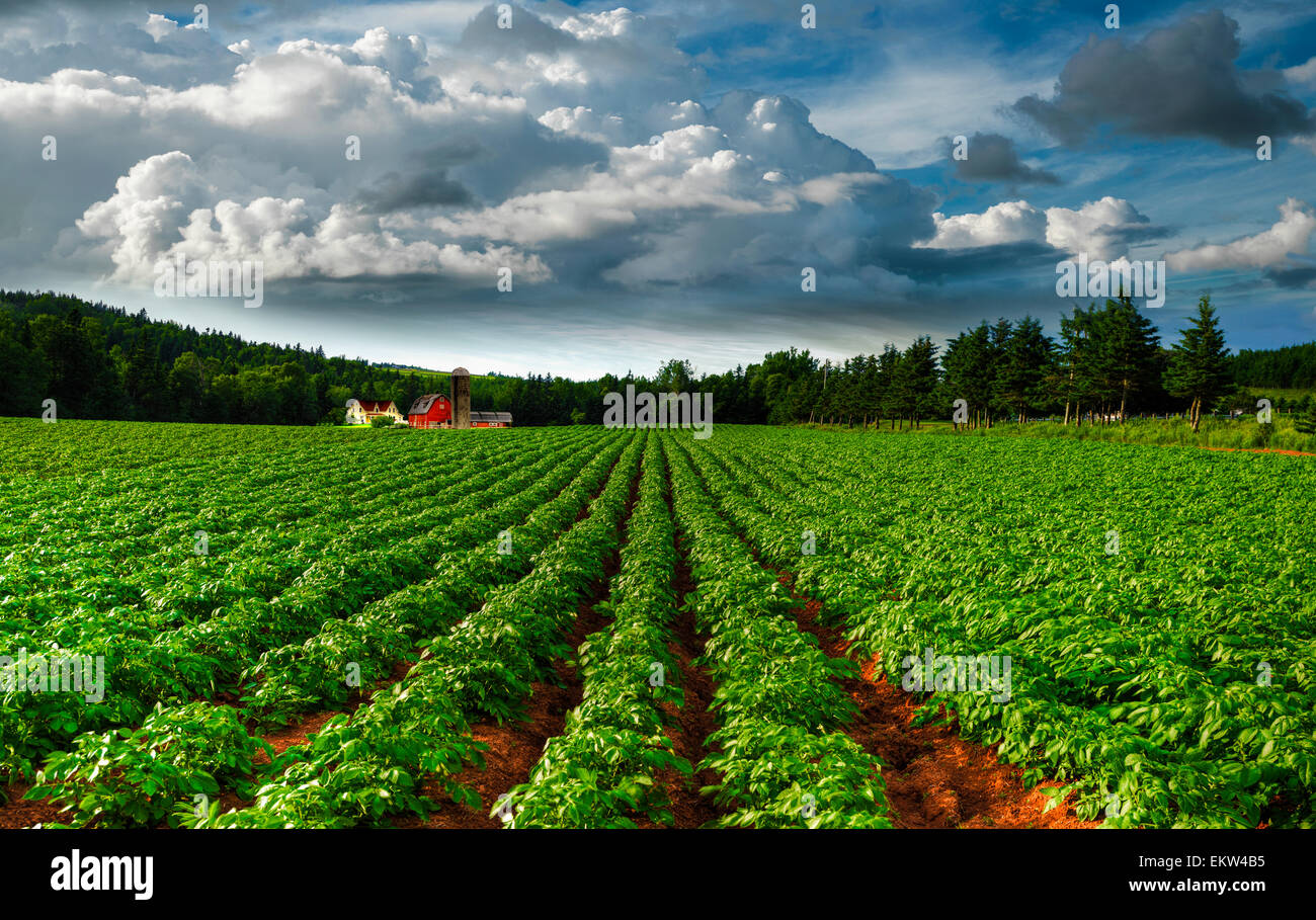 Rows Of Crops In A Potato Field; Prince Edward Island, Canada Stock ...