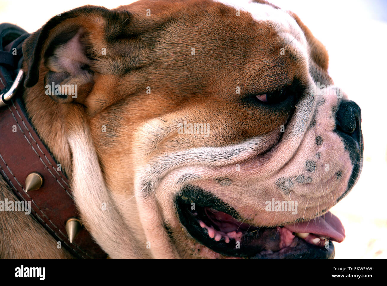 Brown dog face Stock Photo - Alamy
