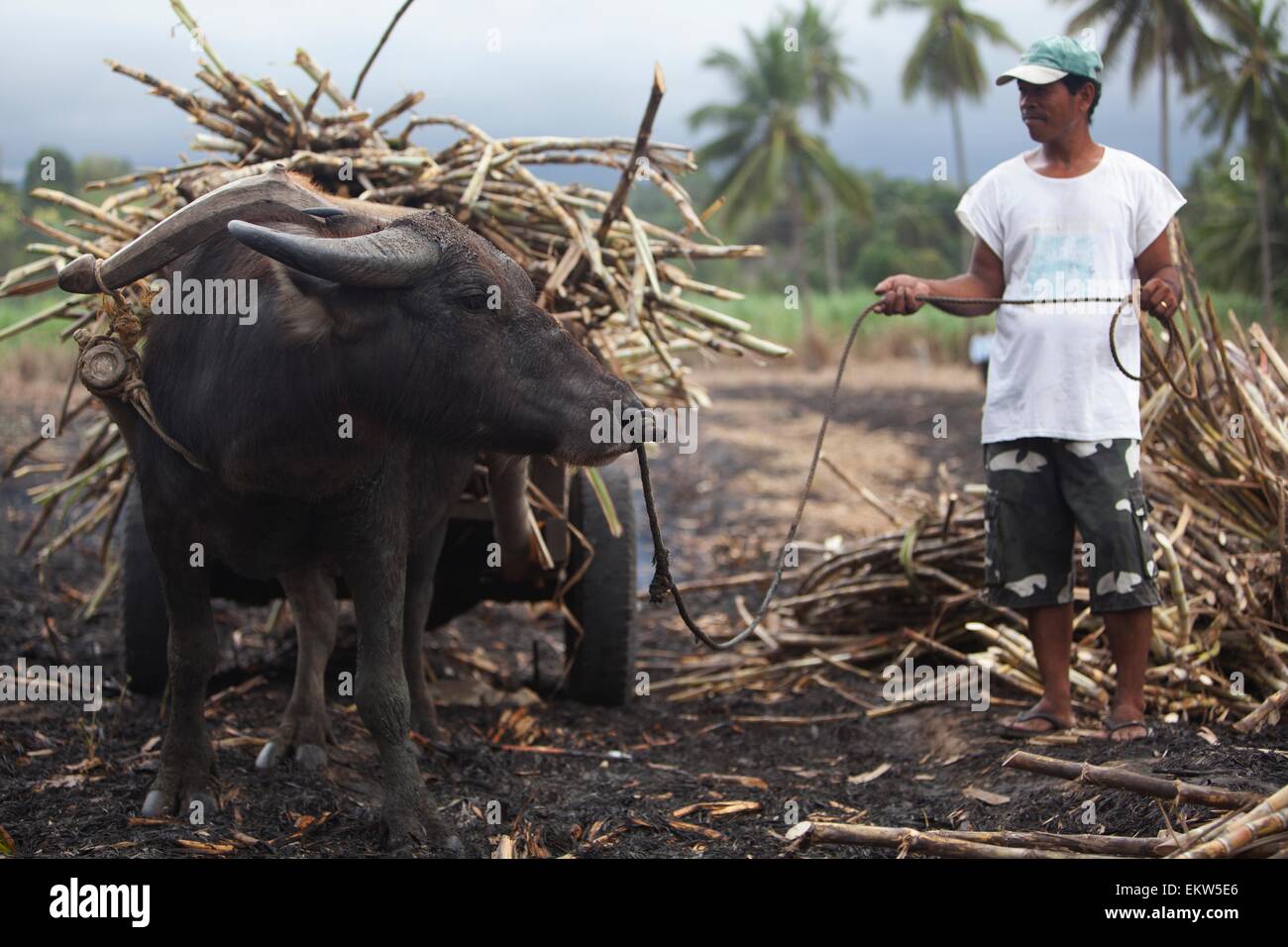 Crops by buffalo cart hi-res stock photography and images - Alamy