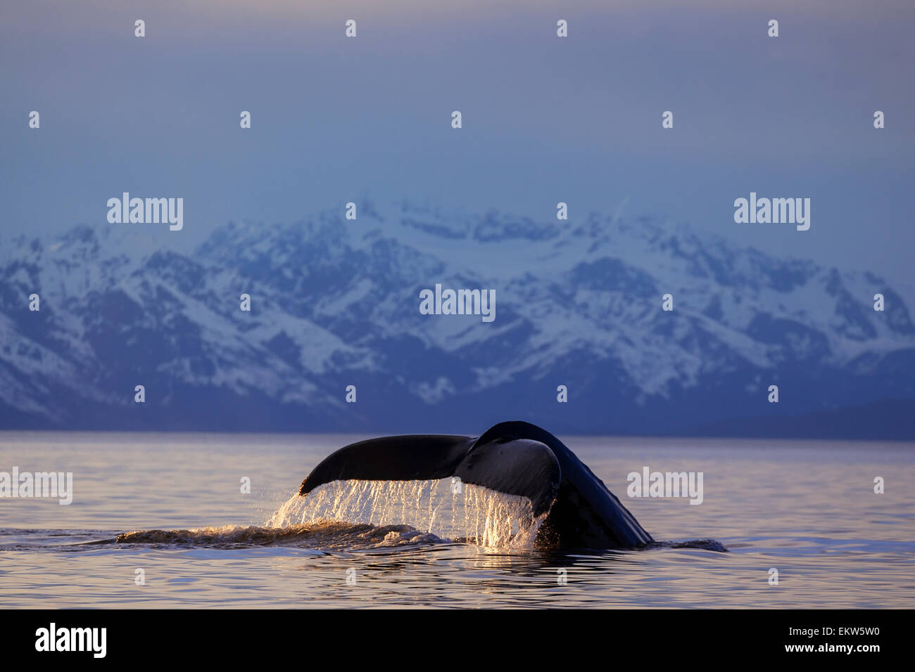 View of Humpback whale lifting its tail as it dives under the surface ...