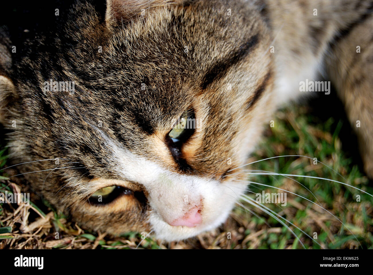 Cat Head Close-up Stock Photo - Alamy
