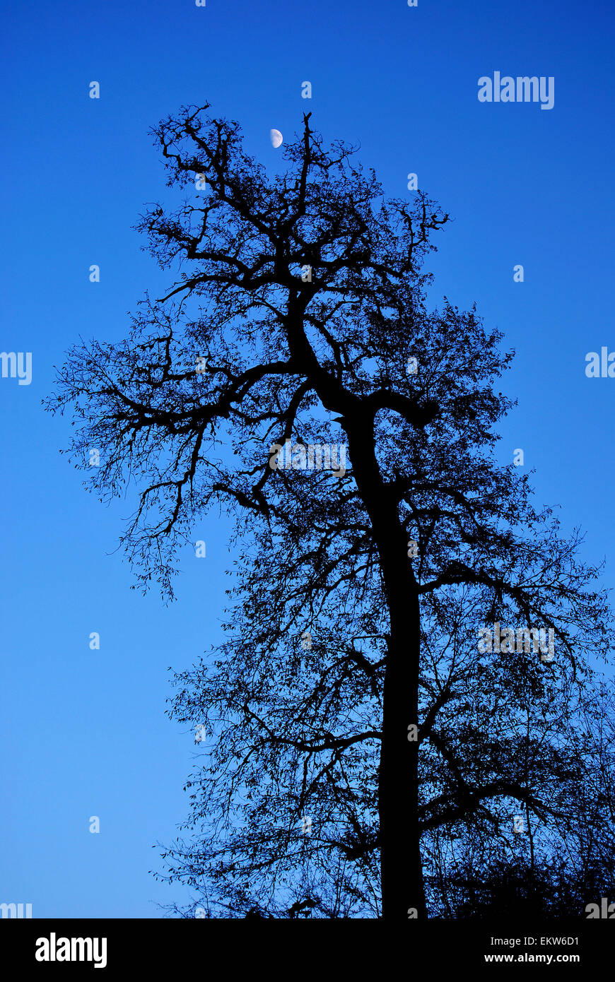 Dark tree in blue sky with shining moon Stock Photo - Alamy