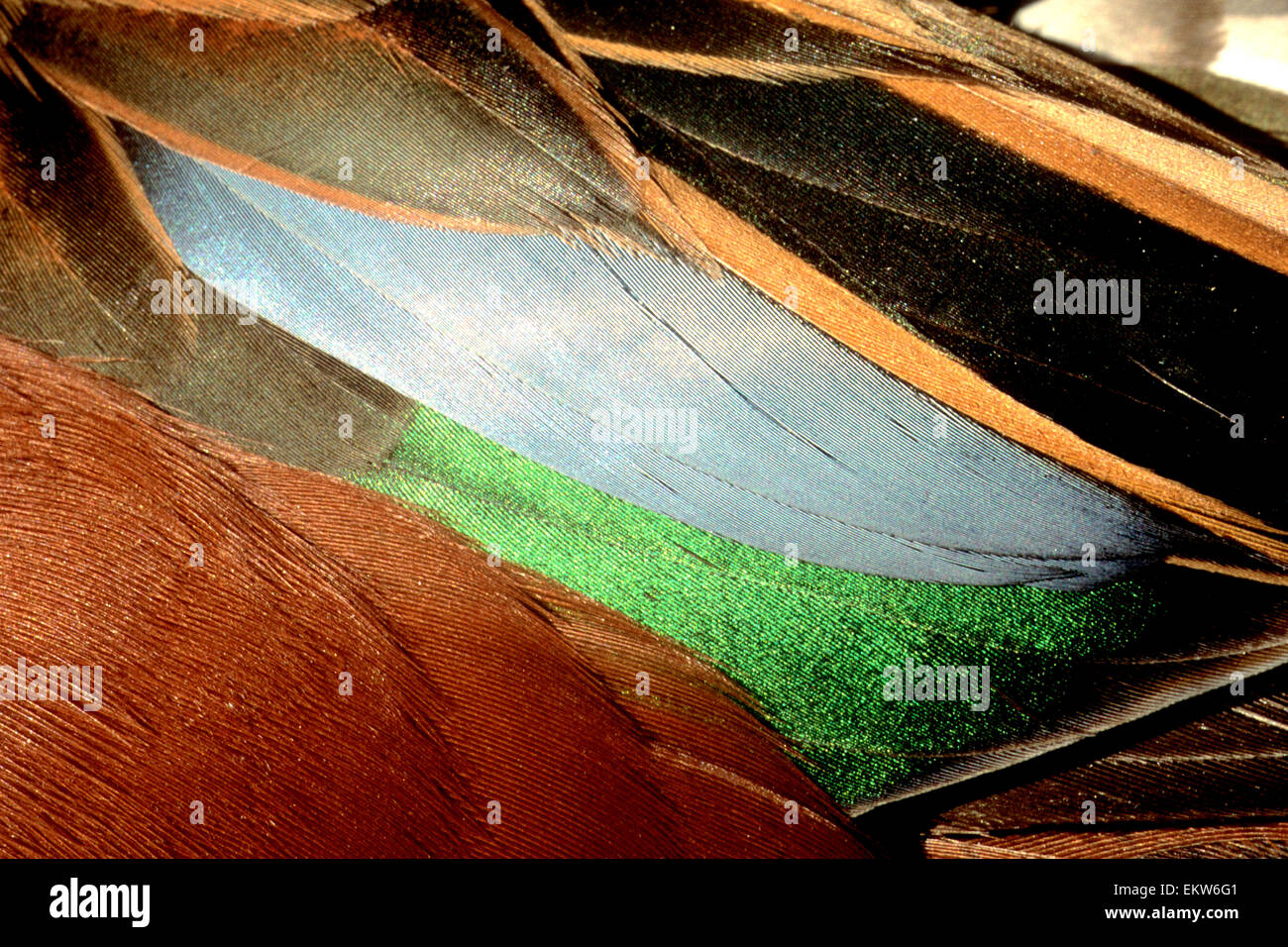 Cinnamon teal wing feathers Stock Photo - Alamy