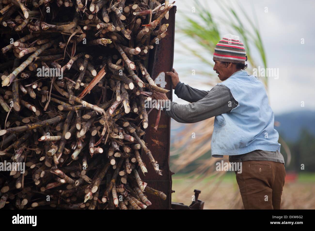 A Field Worker Harvests Sugar Cane In A Field Near Bias City; Negros ...