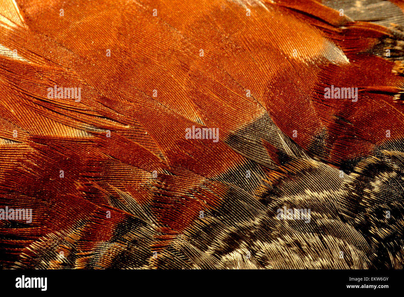 Gadwall feathers hi-res stock photography and images - Alamy