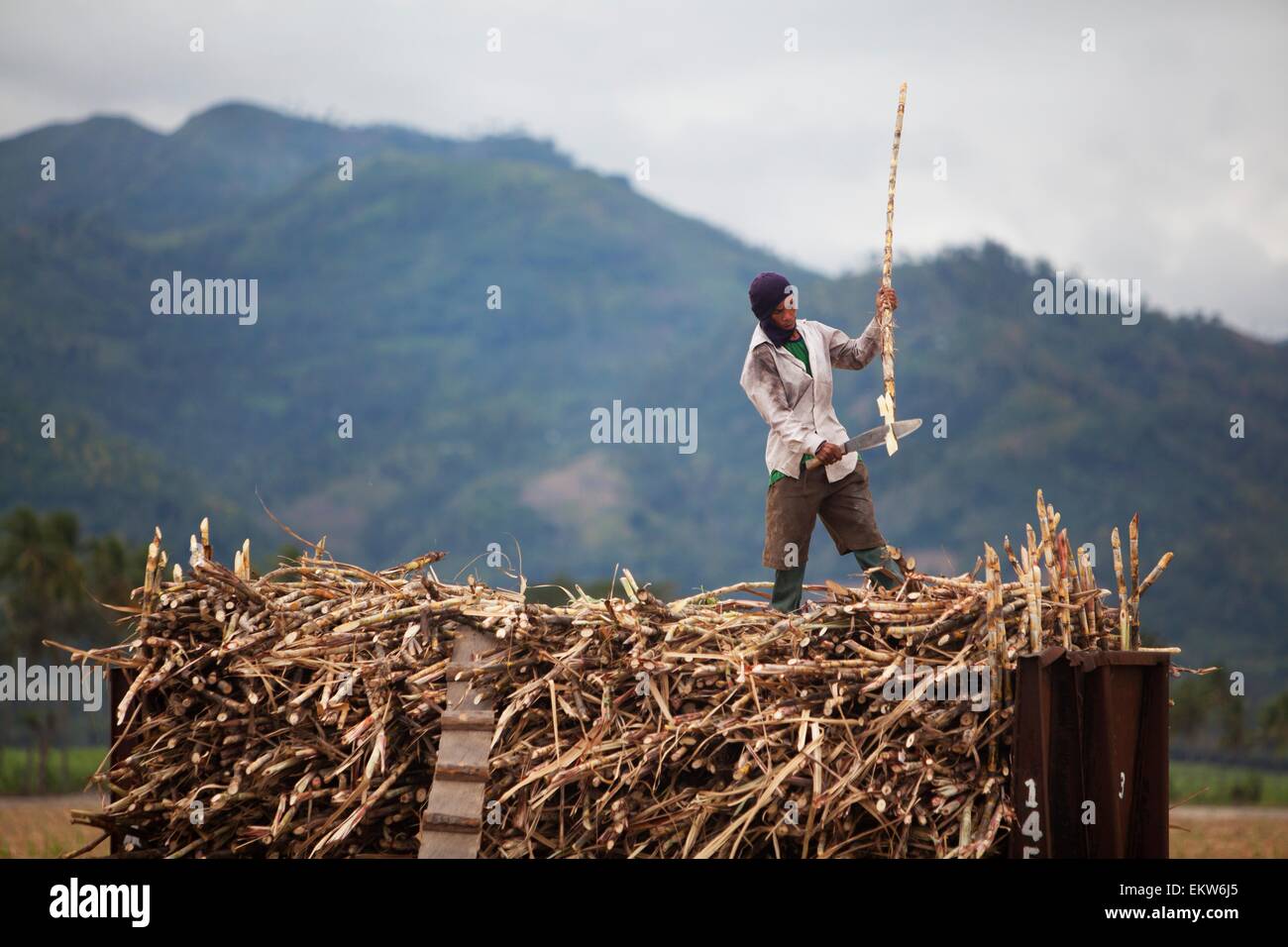 A Field Worker Harvests Sugar Cane Using Train Cars In A Field Near ...