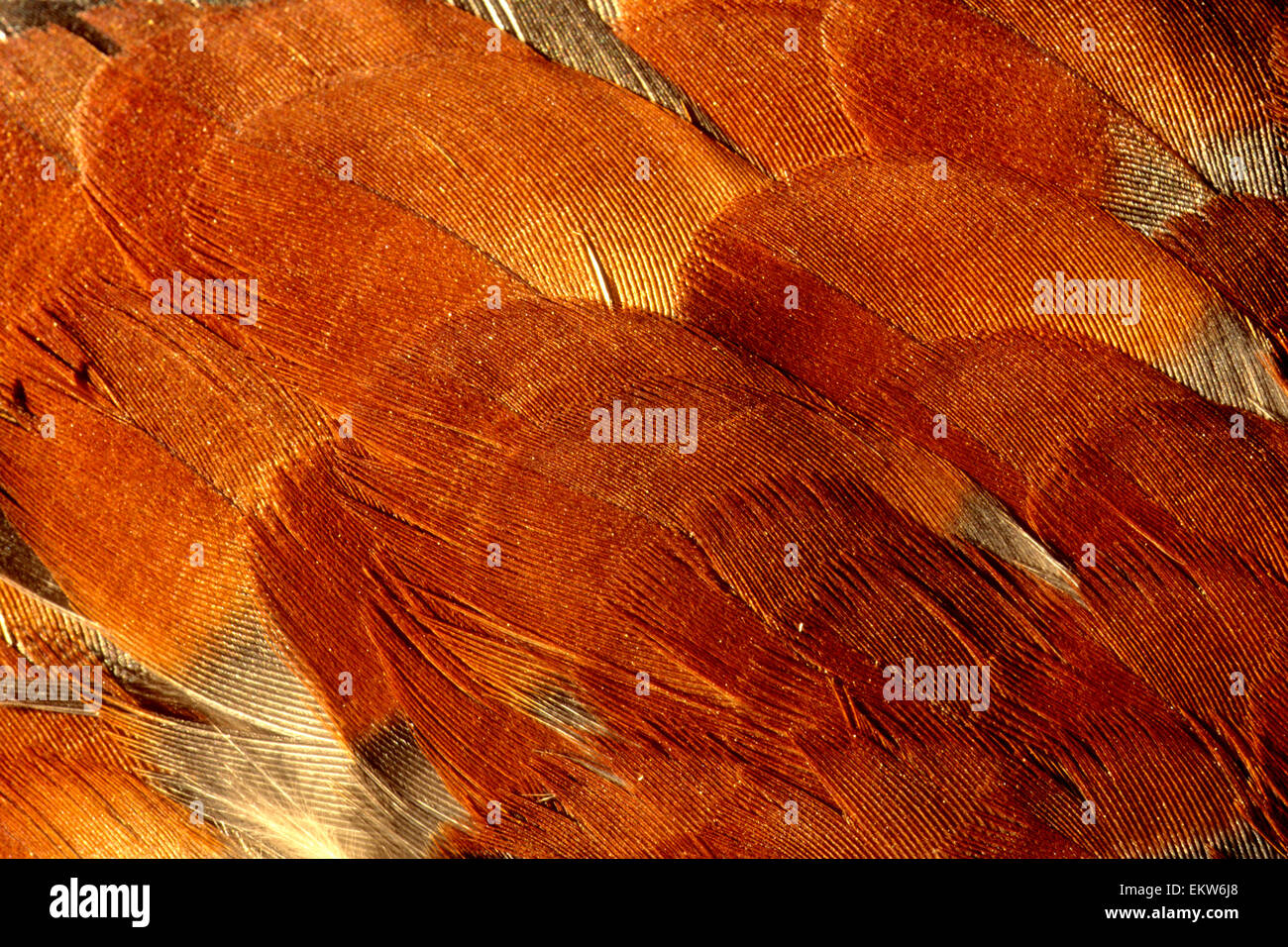 Gadwall feather pattern hi-res stock photography and images - Alamy