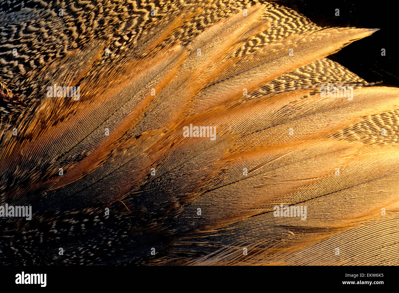 Gadwall feather pattern hi-res stock photography and images - Alamy