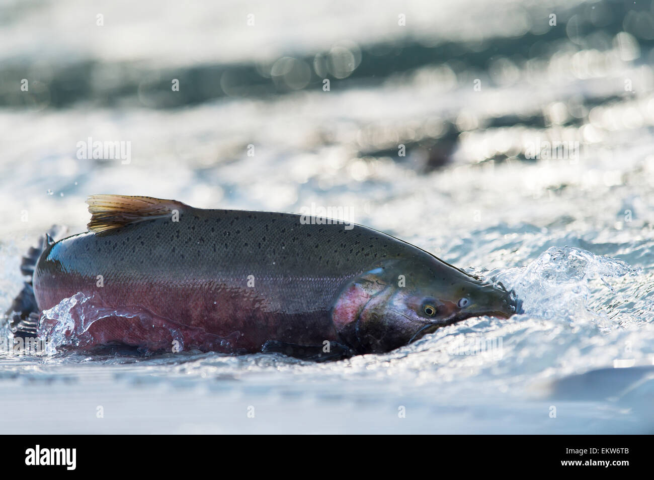 Silver Salmon struggles against the current, Valdez, Southcentral ...
