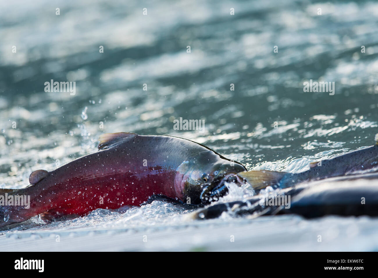 Fish swimming against the current hi-res stock photography and images ...