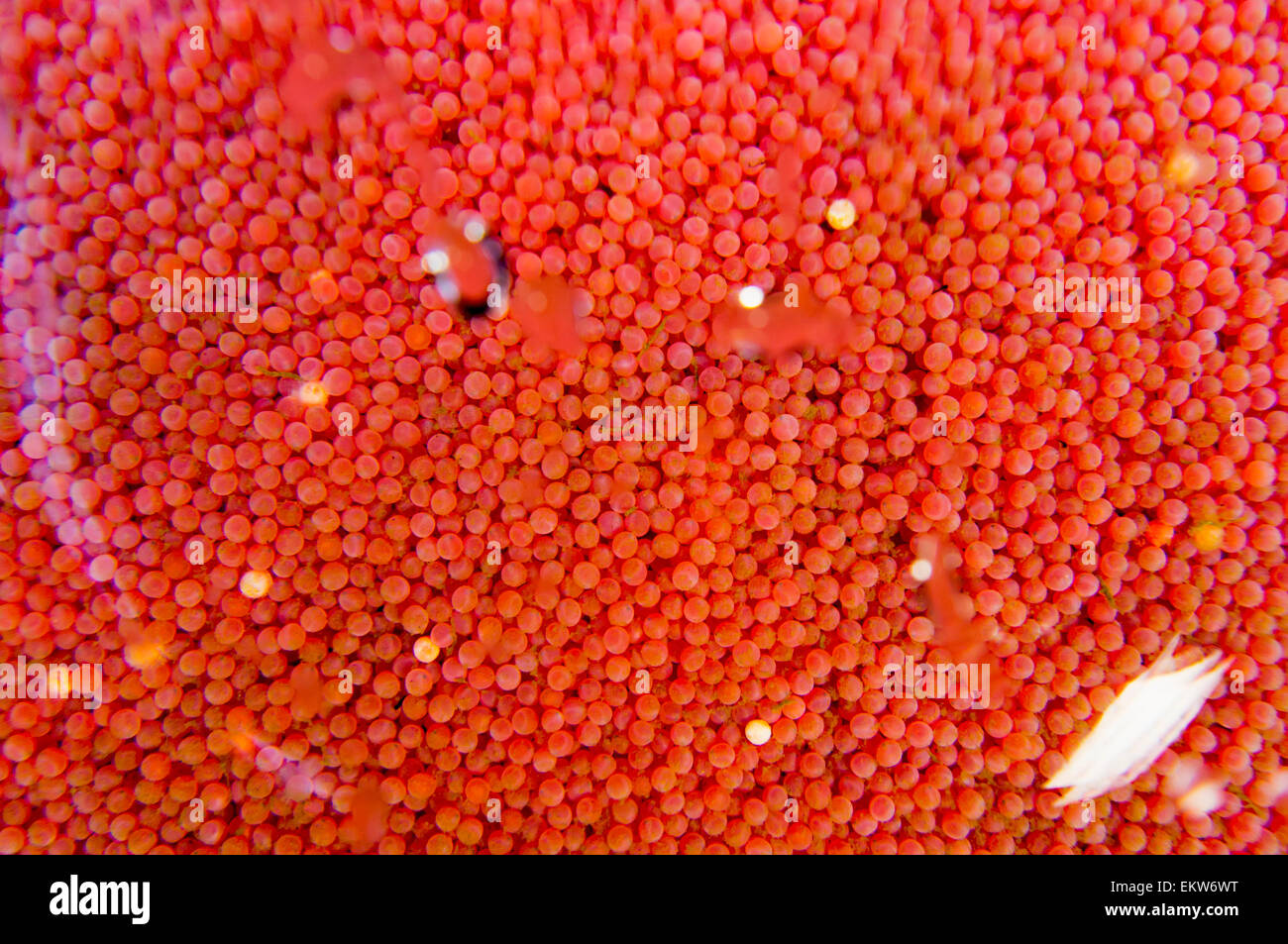 Sockeye salmon eggs hi-res stock photography and images - Alamy
