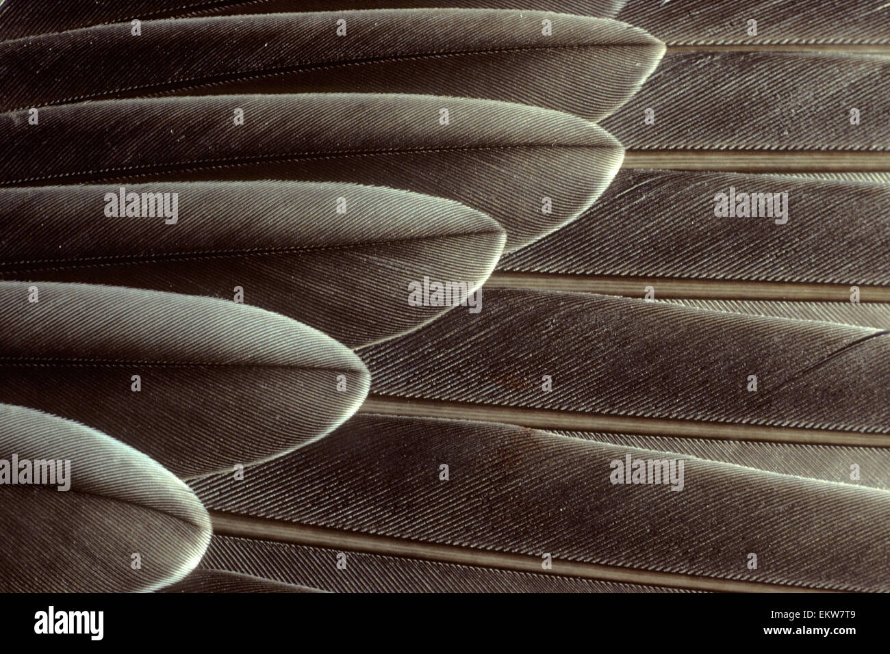 Primary flight feathers hi-res stock photography and images - Alamy