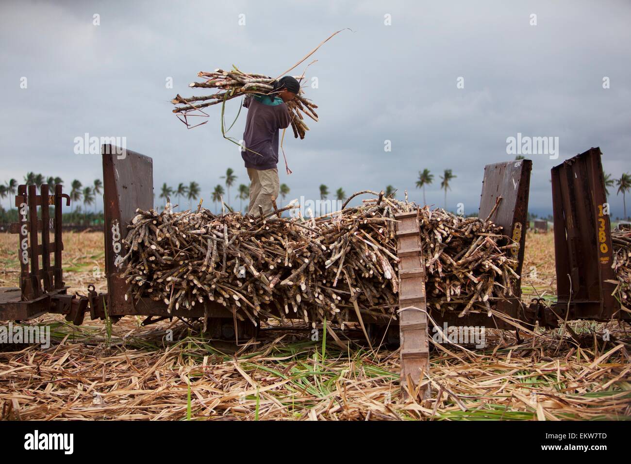 A Field Worker Harvests Sugar Cane Using Train Cars In A Field Near ...