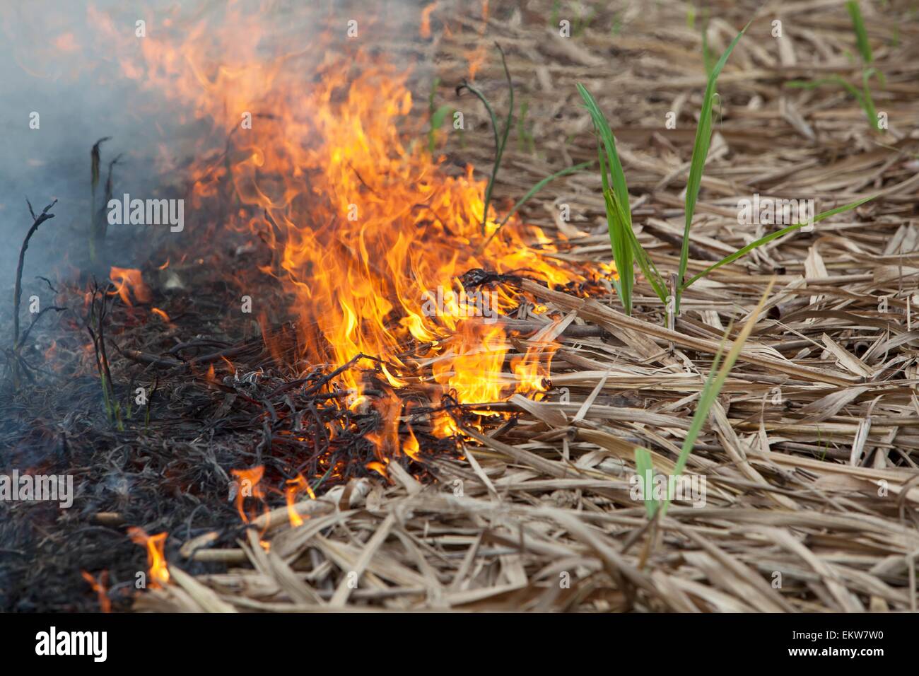 Sugar Cane Fields Are Burned After They Have Been Harvested Near Bias ...