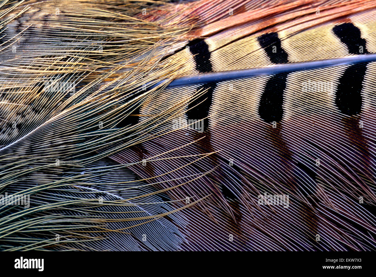 Chinese ring-necked pheasant rump and tail feathers Stock Photo - Alamy