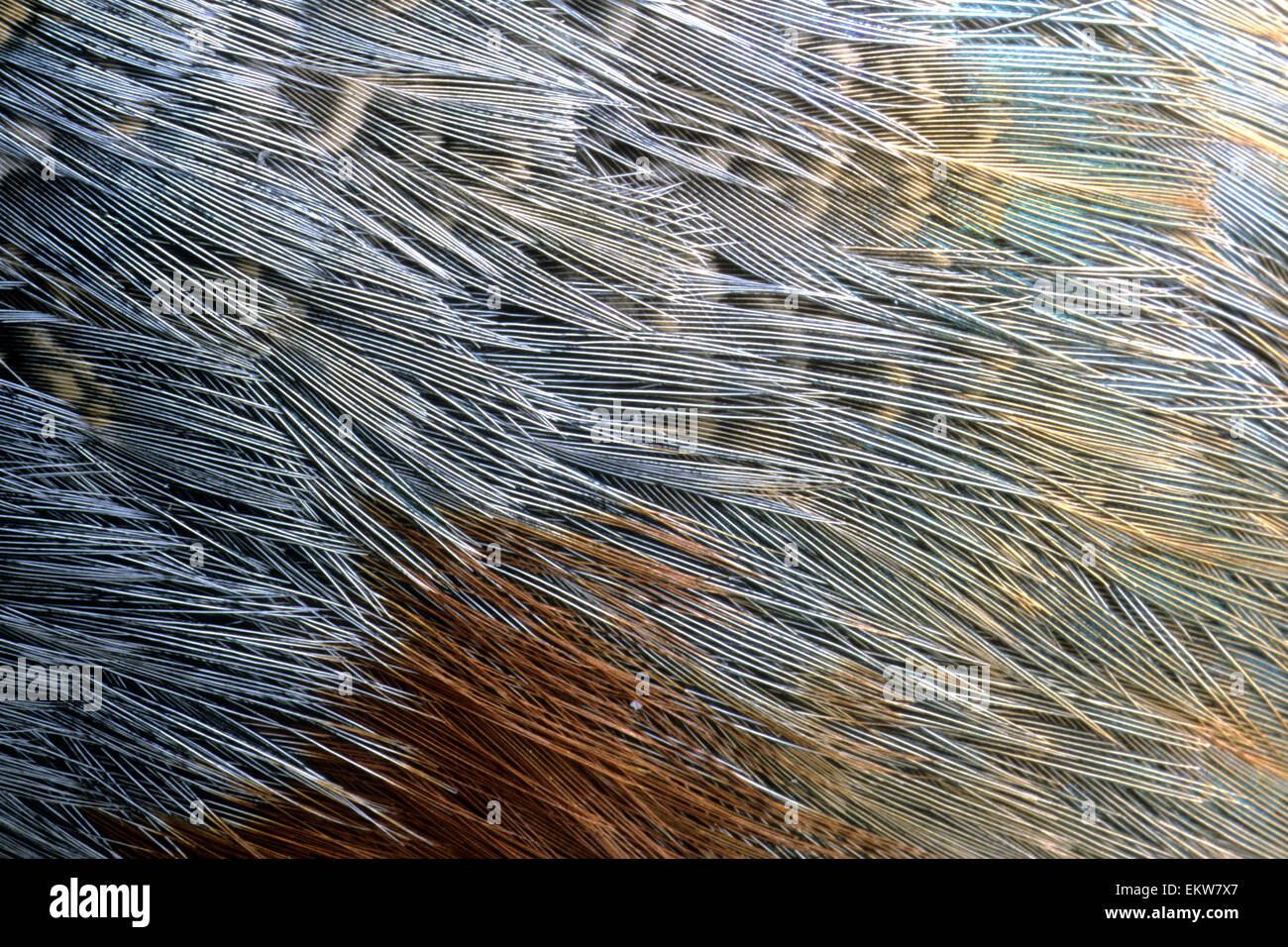Chinese ring necked pheasant rump feathers hi-res stock photography and ...