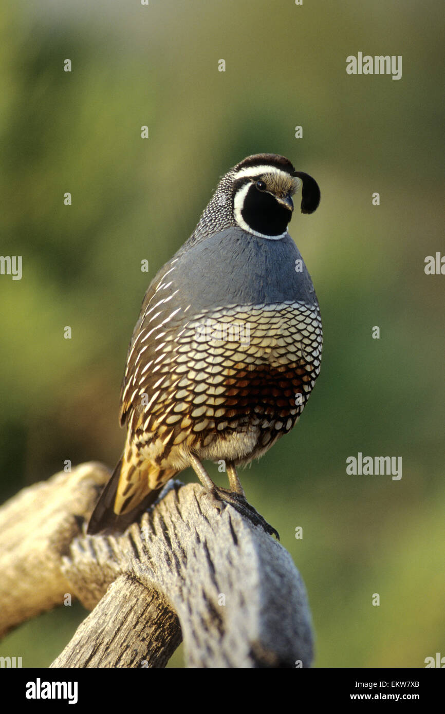 California quail on old wagon wheel Stock Photo - Alamy