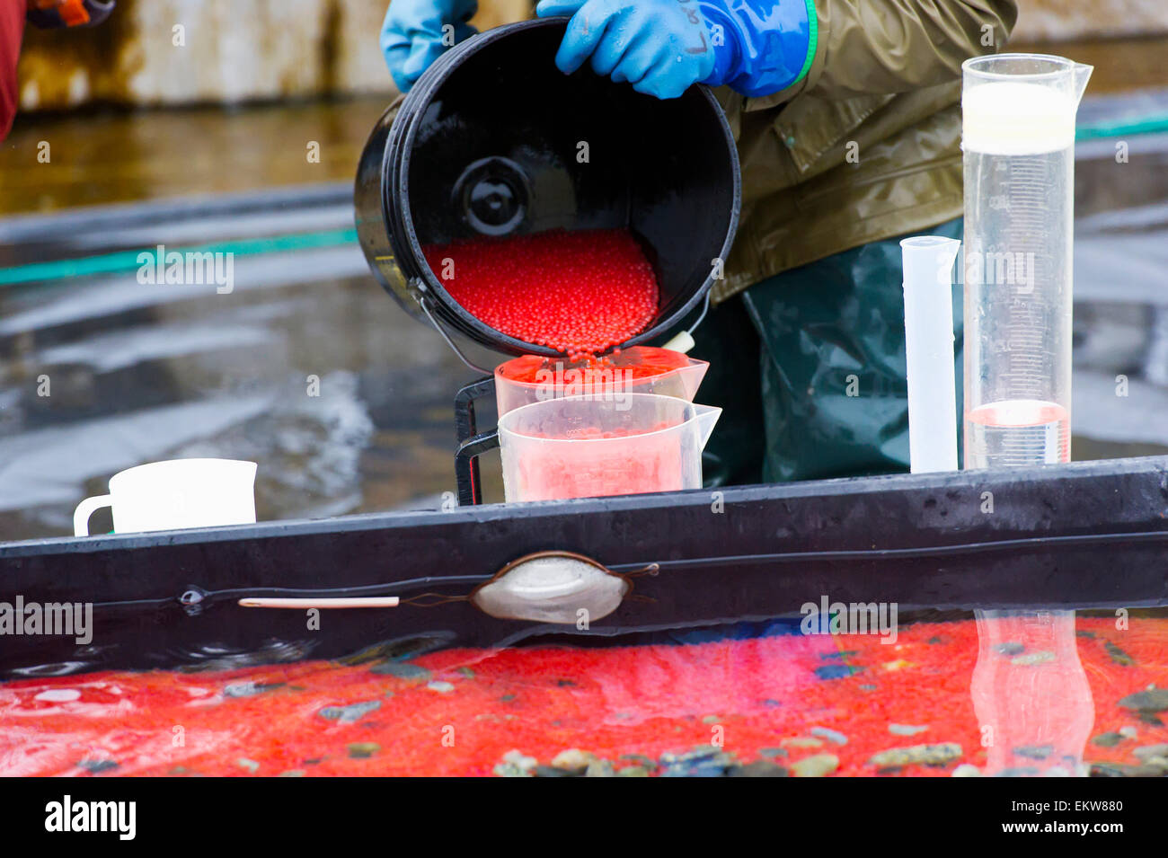 Worker at a fish hatchery near Paxon pours Sockeye Salmon roe into an ...