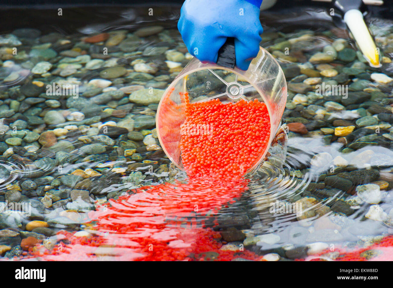 Worker at a fish hatchery near Paxon pours Sockeye Salmon roe into an ...