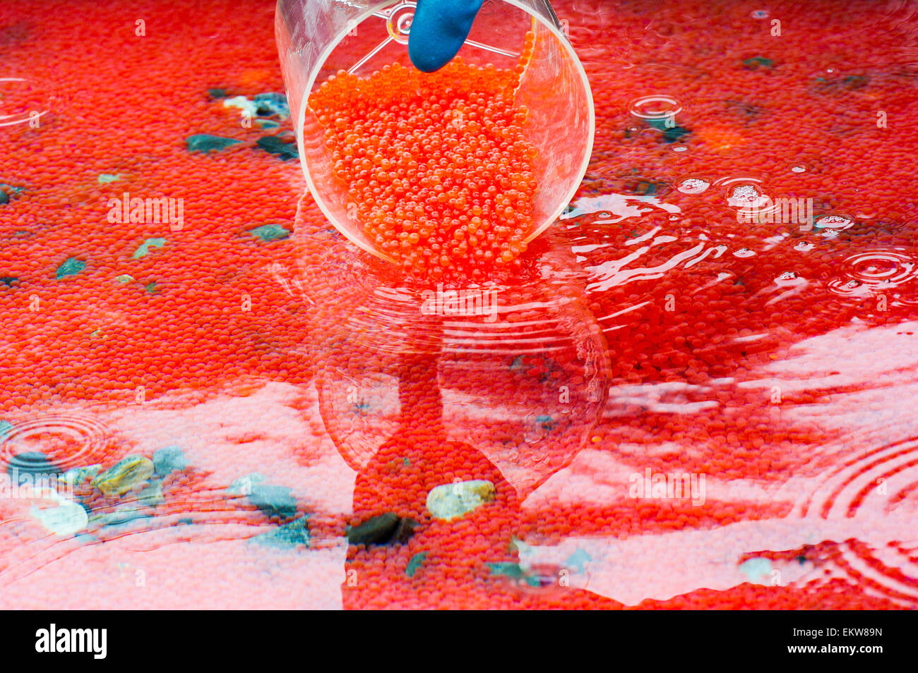 Worker at a fish hatchery near Paxon pours Sockeye Salmon roe into an ...
