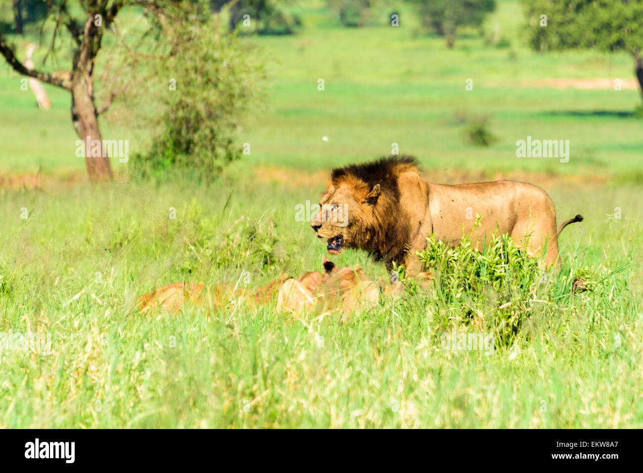 Panthera leo, Simba, group of Lions hunting in Tarangire National Park ...