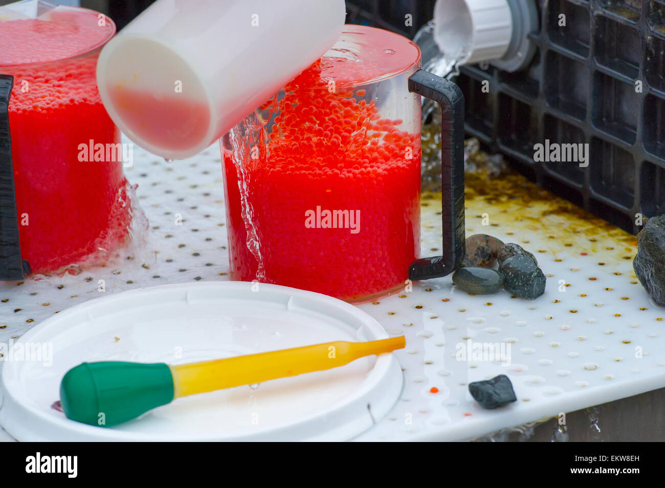 Sockeye salmon eggs hi-res stock photography and images - Alamy