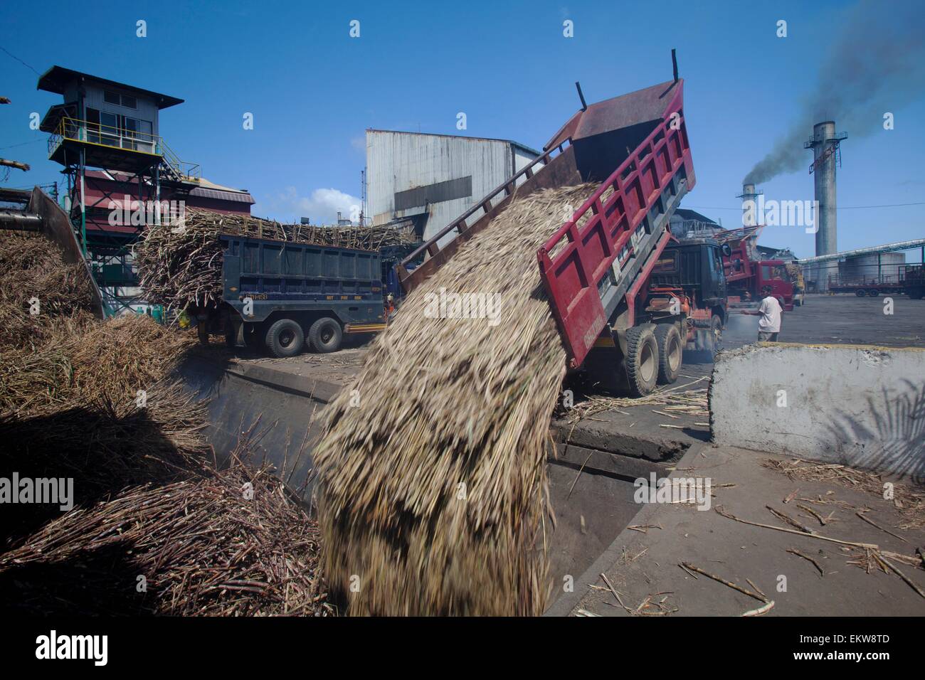 Delivery Truck Dumping Raw Sugar Cane At Sugar Mill; Bais City, Negros ...