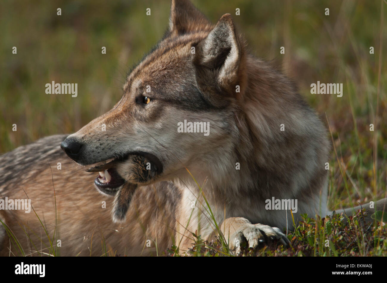 Wolf gray wolf animal close up profile view hi-res stock photography ...