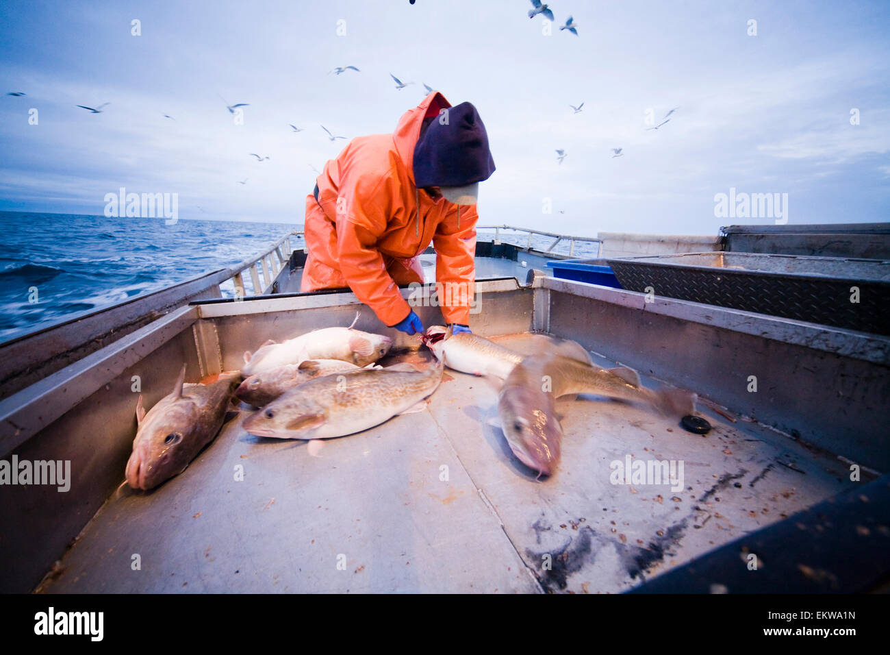 Deckhand Sorts Caught Pacific Cod Aboard The F/V Centurion Fishing ...
