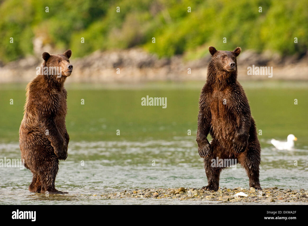 Two Yearling Cubs Watch Their Mother Fish At Geographic Harbor Katmai ...