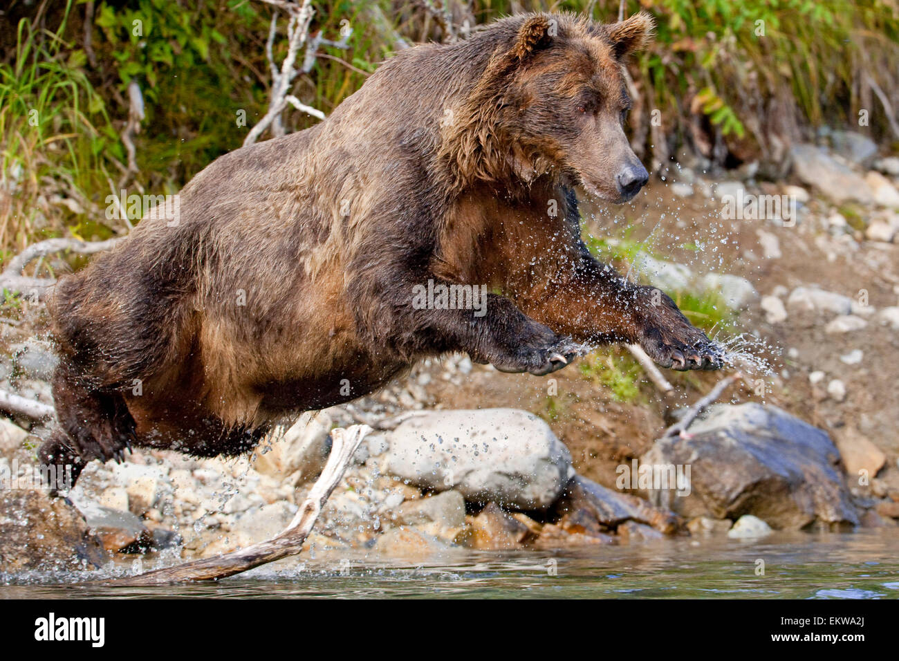 A Coastal Brown Bear Leaping After Salmon, Chiniak Bay, Katmai National ...