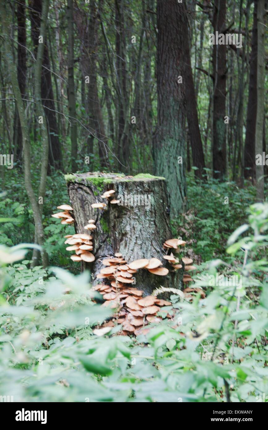 Ugly trees hi-res stock photography and images - Alamy