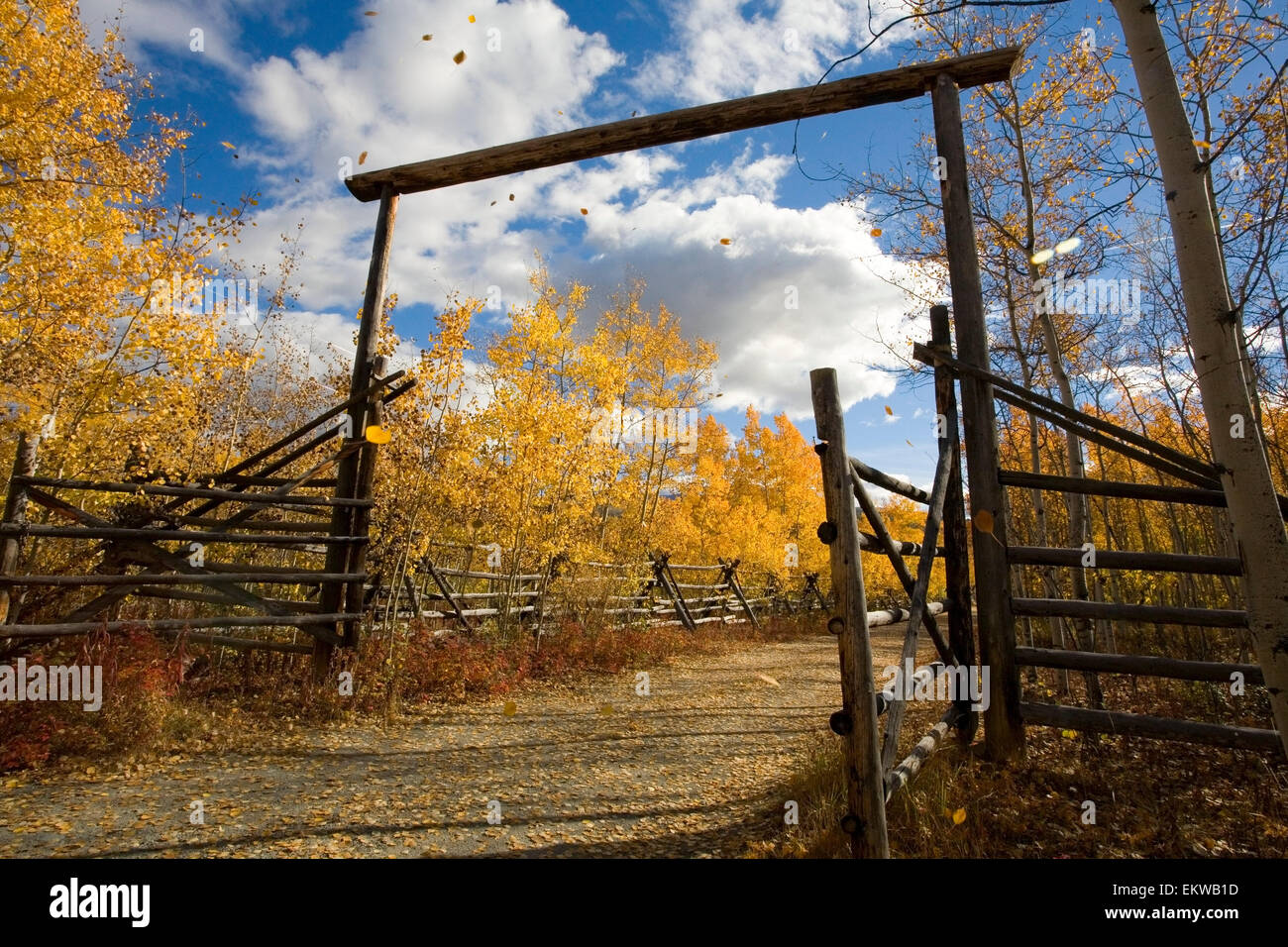 An Open Log Gate Along The Side Of The Alaska Highway. Fall In The ...