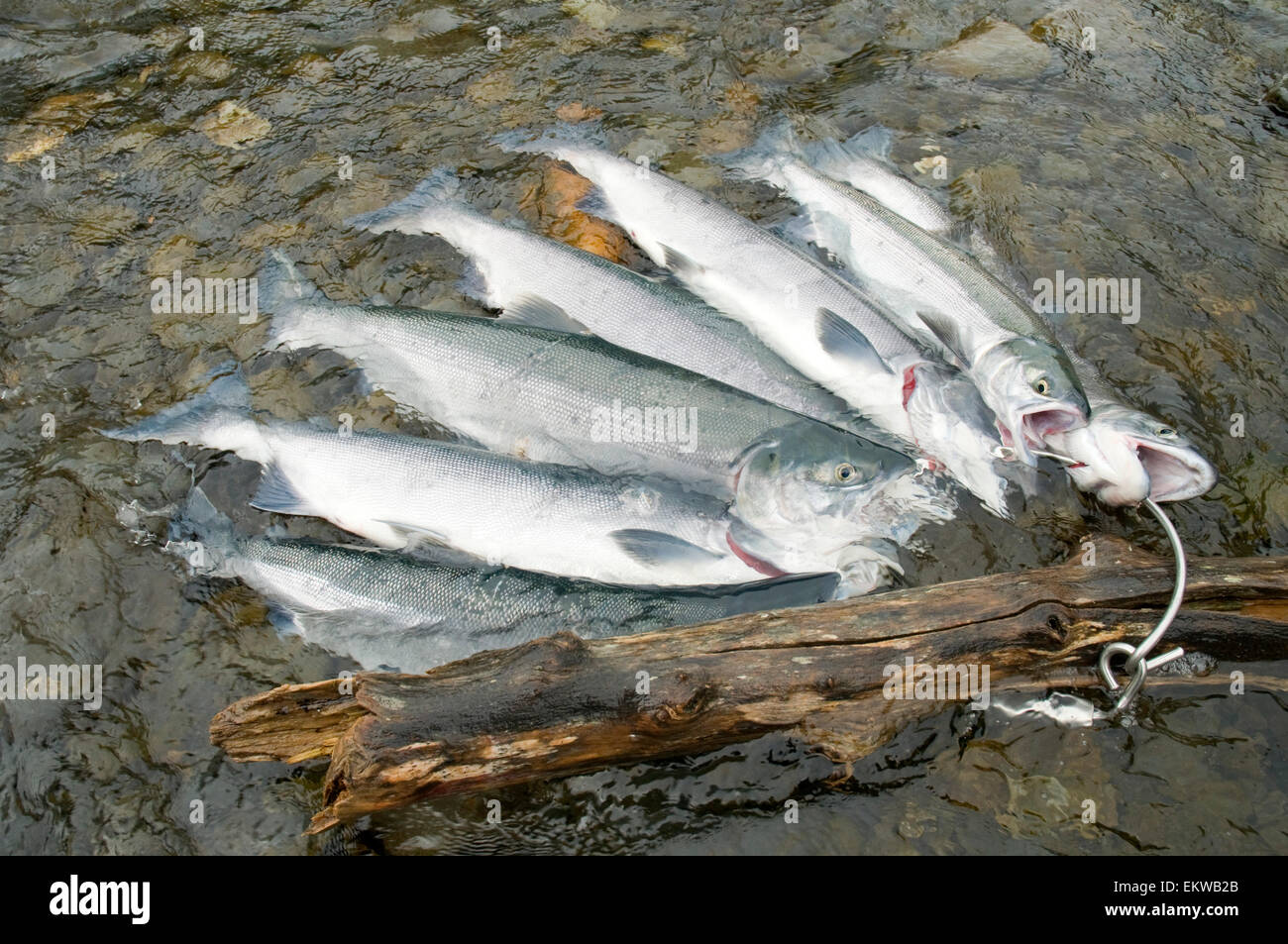 A Stringer Of Sockeye Salmon Lay In The Russian River Awaiting Cleaning ...