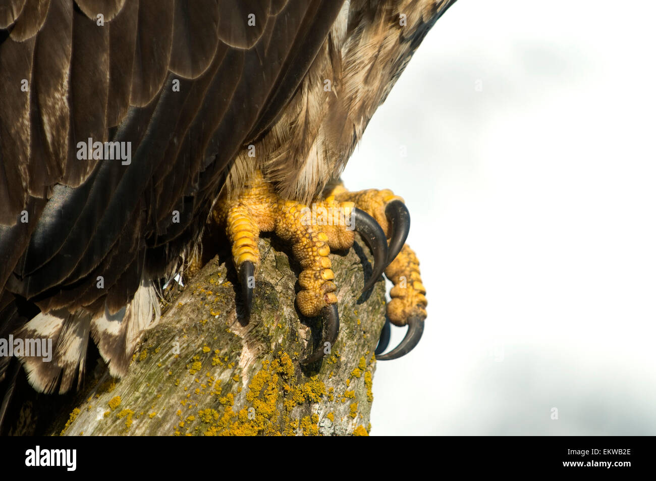 Eagle sitting on a log hi-res stock photography and images - Alamy