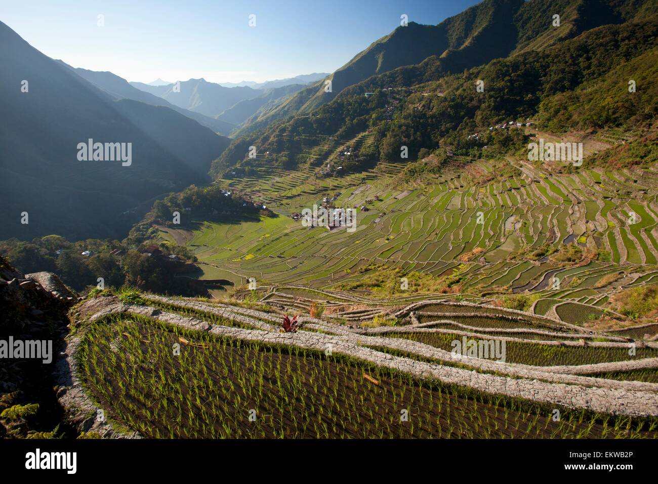 Aerial View Of Batad Rice Terraces; Batad, Luzon, Philippines Stock ...